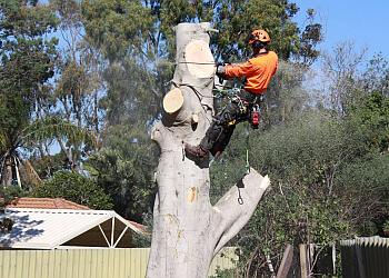 3 Best Tree Services in Perth - Expert Recommendations