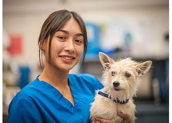3 Best Veterinarians in Perth - Expert Recommendations