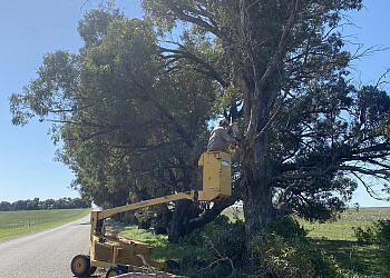 3 Best Tree Services in Albany - Expert Recommendations