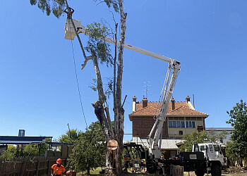 3 Best Tree Services in Albany - Expert Recommendations