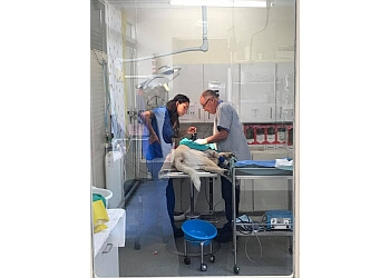 3 Best Veterinarians in Sydney, NSW - Expert Recommendations