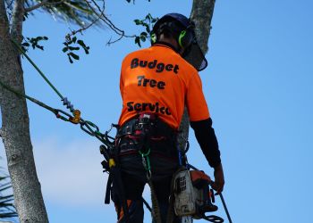 3 Best Tree Services in Hervey Bay, QLD - Expert Recommendations