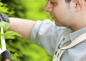 3 Best Tree Services in Toowoomba - Expert Recommendations