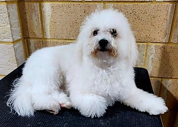 3 Best Dog Grooming in Perth, WA - Expert Recommendations