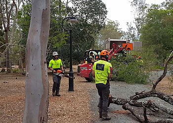 3 Best Tree Services in Brisbane, QLD - Expert Recommendations