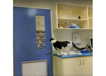 3 Best Veterinarians in Adelaide, SA - Expert Recommendations