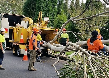 3 Best Tree Services in Sydney, NSW - Expert Recommendations