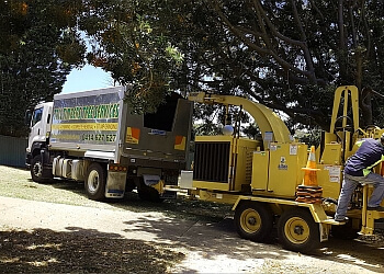 3 Best Tree Services in Sydney, NSW - Expert Recommendations