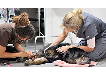 3 Best Veterinarians in Sunshine Coast, QLD - Expert Recommendations
