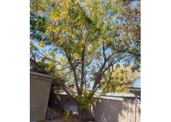 3 Best Tree Services in Shepparton, VIC - ThreeBestRated
